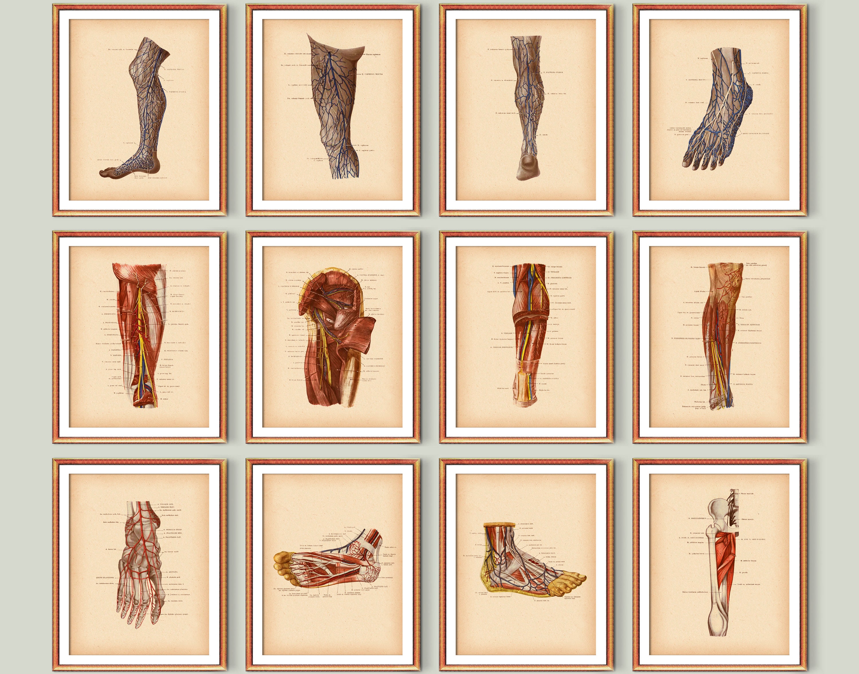 Anatomical Foot Posters Arteries Veins Nerves Structure Circulatory ...
