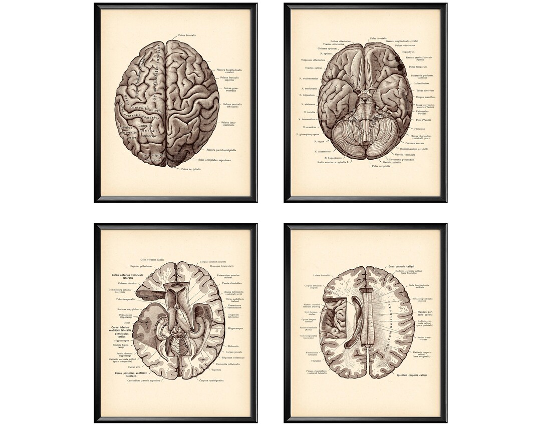 Set 4 Vintage Brain Anatomy Posters Neurology Art Medical Art ...
