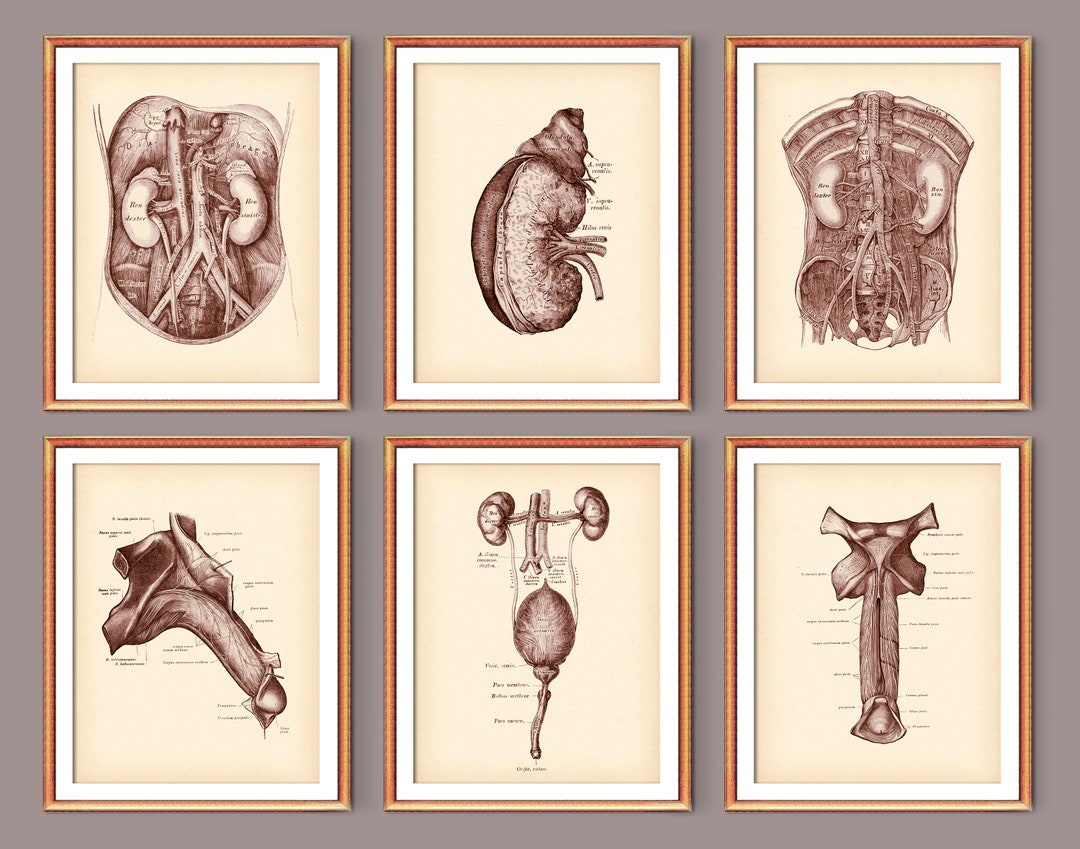 4 Vintage Male Urinary System Anatomy Poster Physiology Art Urogenital ...