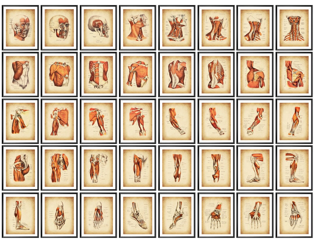 40 Human Musculoskeletal System Posters Anatomical Body - Etsy