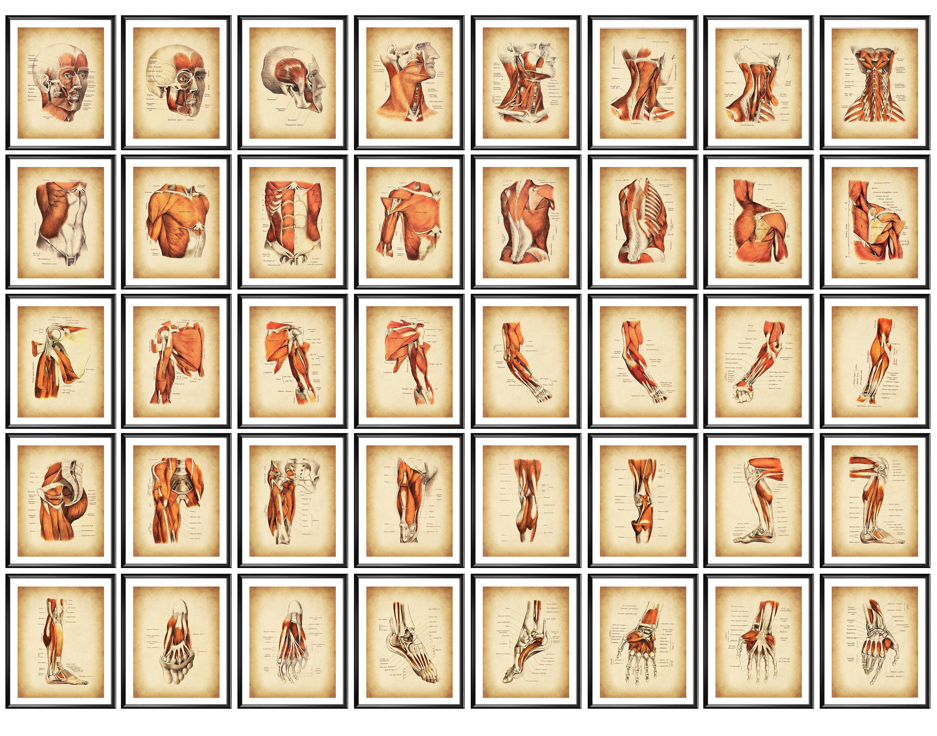 40 Human Musculoskeletal System Posters Anatomical Body | Etsy