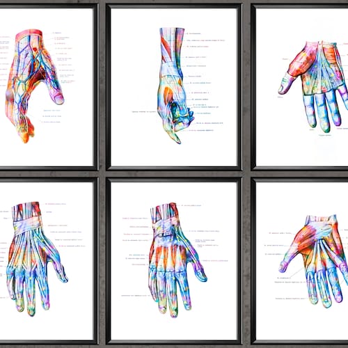Hand Anatomy Print Set of 6 Wrist Muscles and Ligaments Print - Etsy