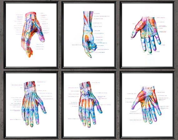 Hand Anatomy Print Set of 6 Wrist Muscles and Ligaments Print - Etsy
