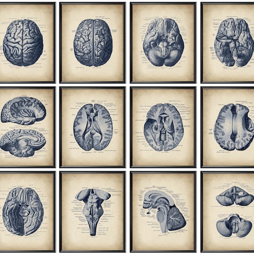 12 Human Brain Anatomy Posters Neurology Wall Art Vintage - Etsy