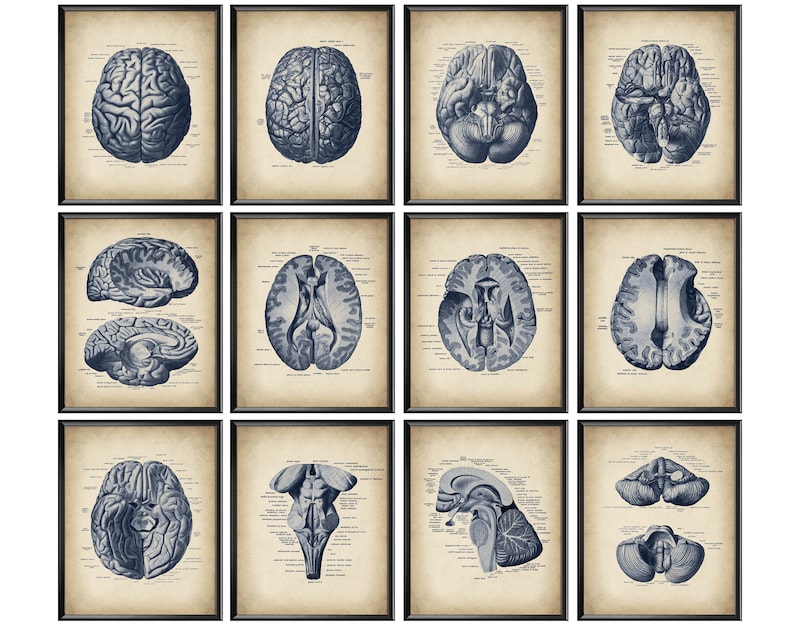 12 Human Brain Anatomy Posters Neurology Wall Art Vintage | Etsy