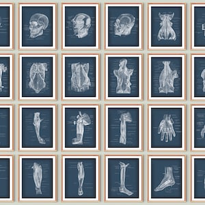24 Human Anatomy Art Posters Muscular System Chart Medical Art Doctor ...