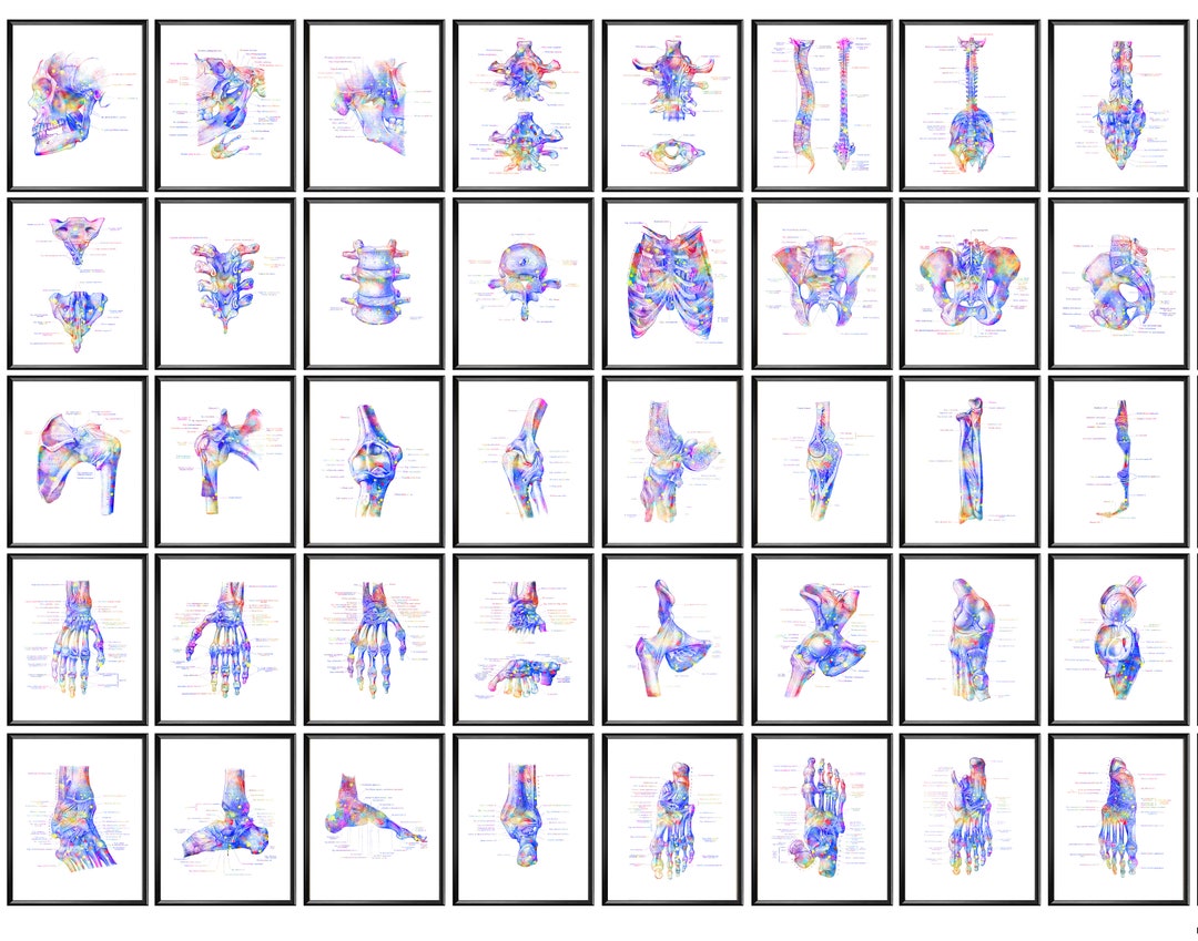 40 Human Skeleton Anatomy Posters Osteology Artwork Orthopedic Surgeon ...