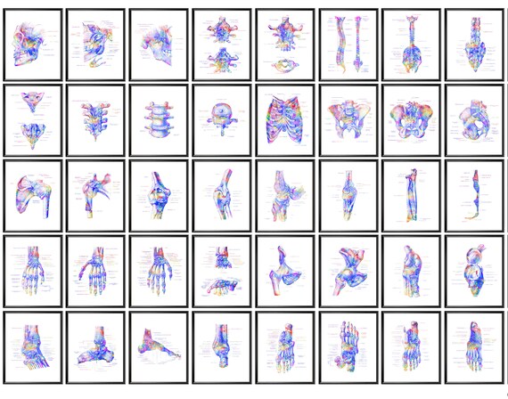 40 Human Skeleton Anatomy Posters Osteology Artwork Orthopedic - Etsy