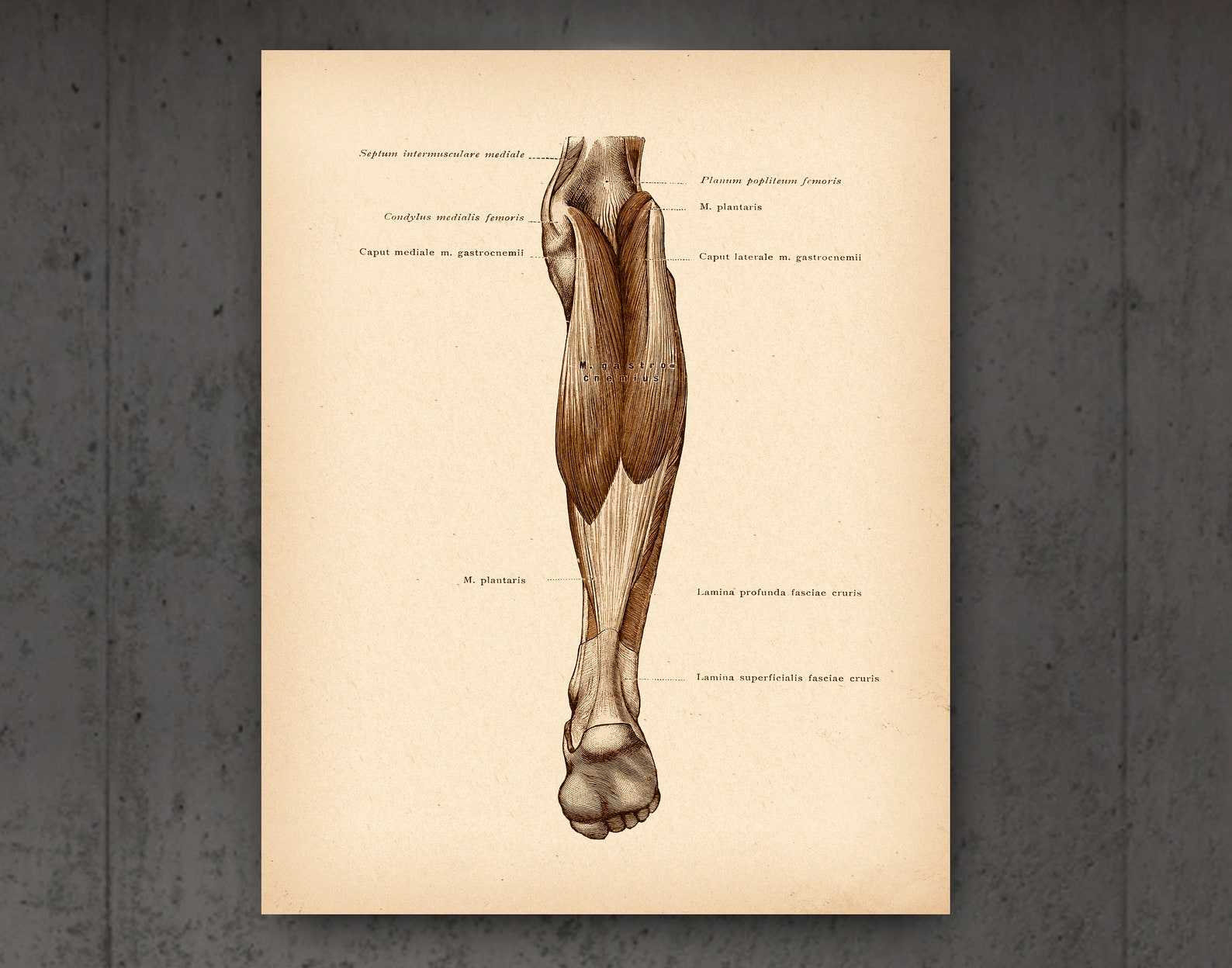 8 Leg Anatomy Posters Anatomical Foot Art Bones and Muscles of - Etsy