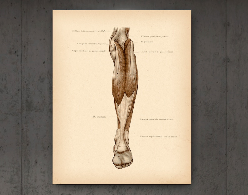 8 Leg Anatomy Posters Anatomical Foot Art Bones and Muscles of - Etsy