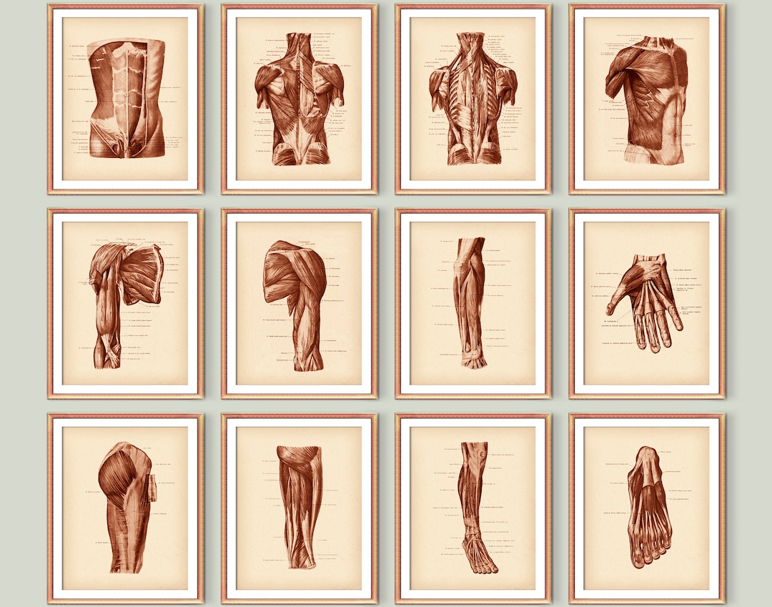 12 Muscular System Anatomy Vintage Posters Body Muscles Structure ...