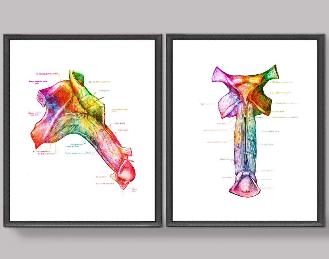Anatomical Penis Poster Watercolor Male Genitals Anatomy Reproductive ...