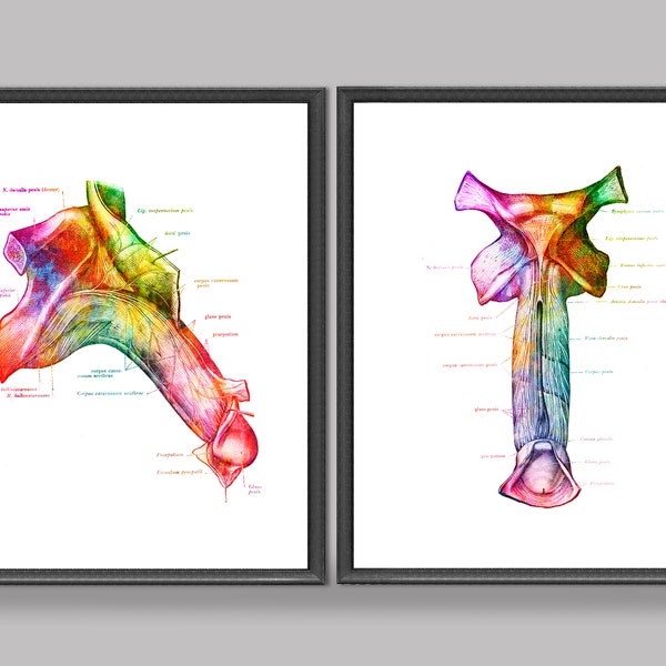 Anatomical Penis Art Etsy Uk
