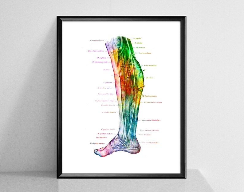 Leg Anatomy Art Orthopedic Surgeon Gift Watercolor Foot | Etsy