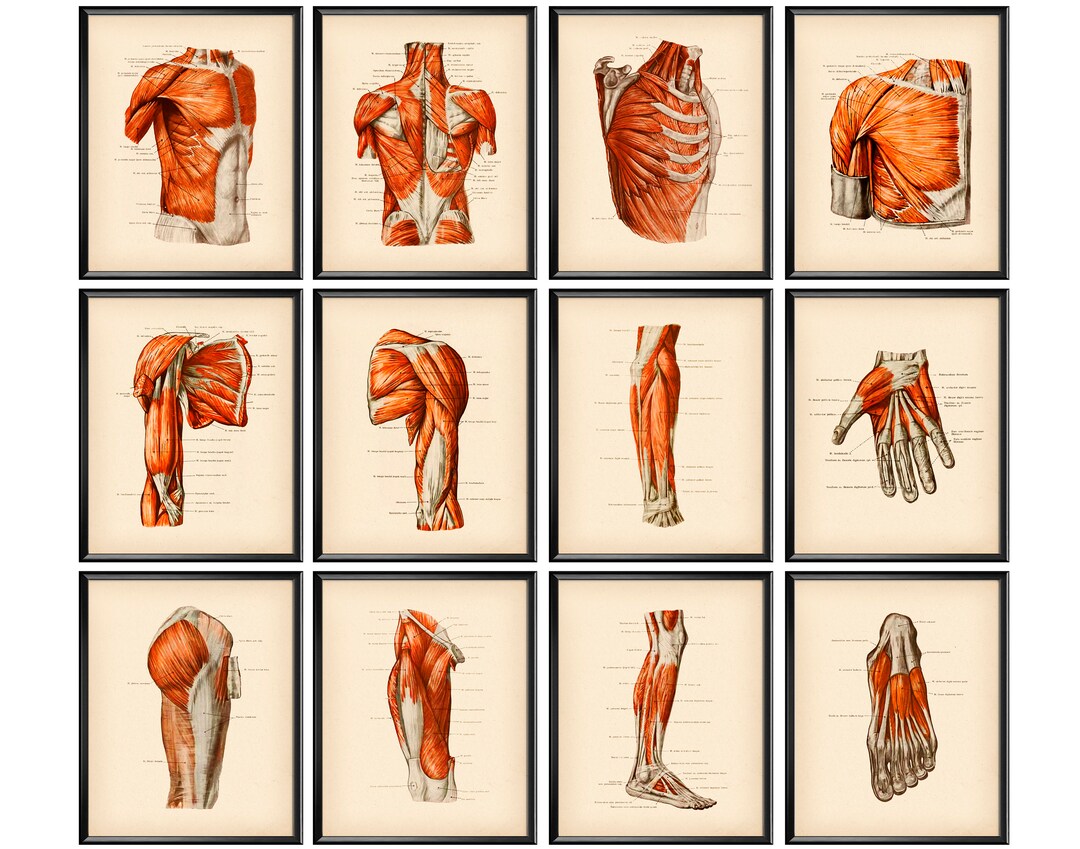 Sistema muscular Anatomía vintage Carteles Músculos anatómicos Arte ...