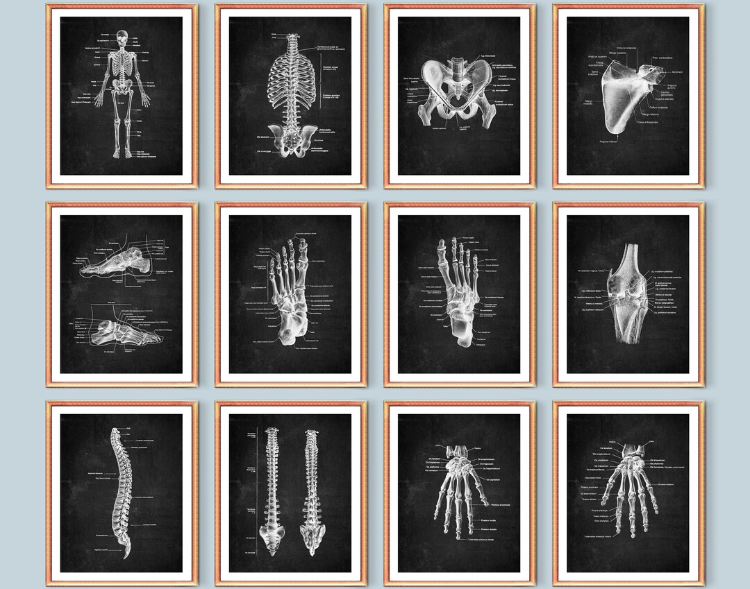 12 Skeletal Anatomy Posters Skeleton Illustration Medical Art ...