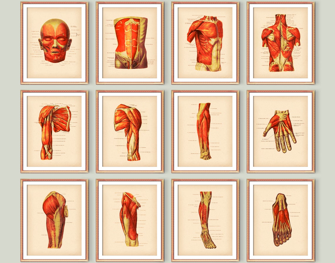 Anatomical Body Poster Set of 12 Human Muscular System | Etsy