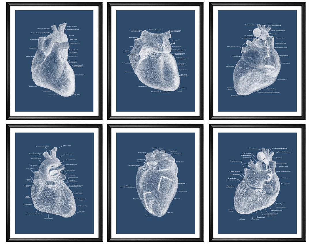 6 Anatomical Heart Posters Cardiologist Doctor Gift Human Heart Anatomy ...