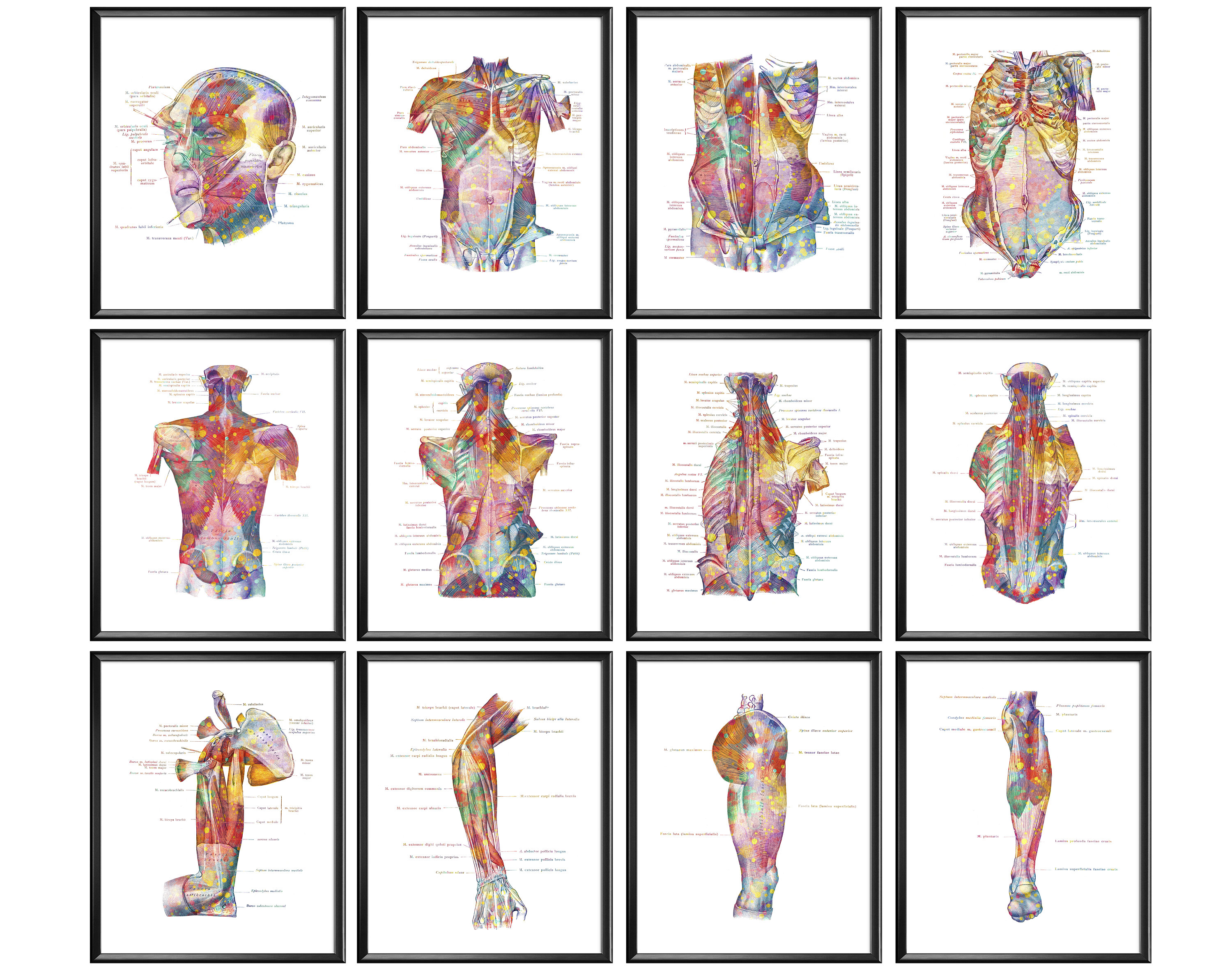 12 Watercolor Anatomy Posters Muscular System Function Medical Art Body ...