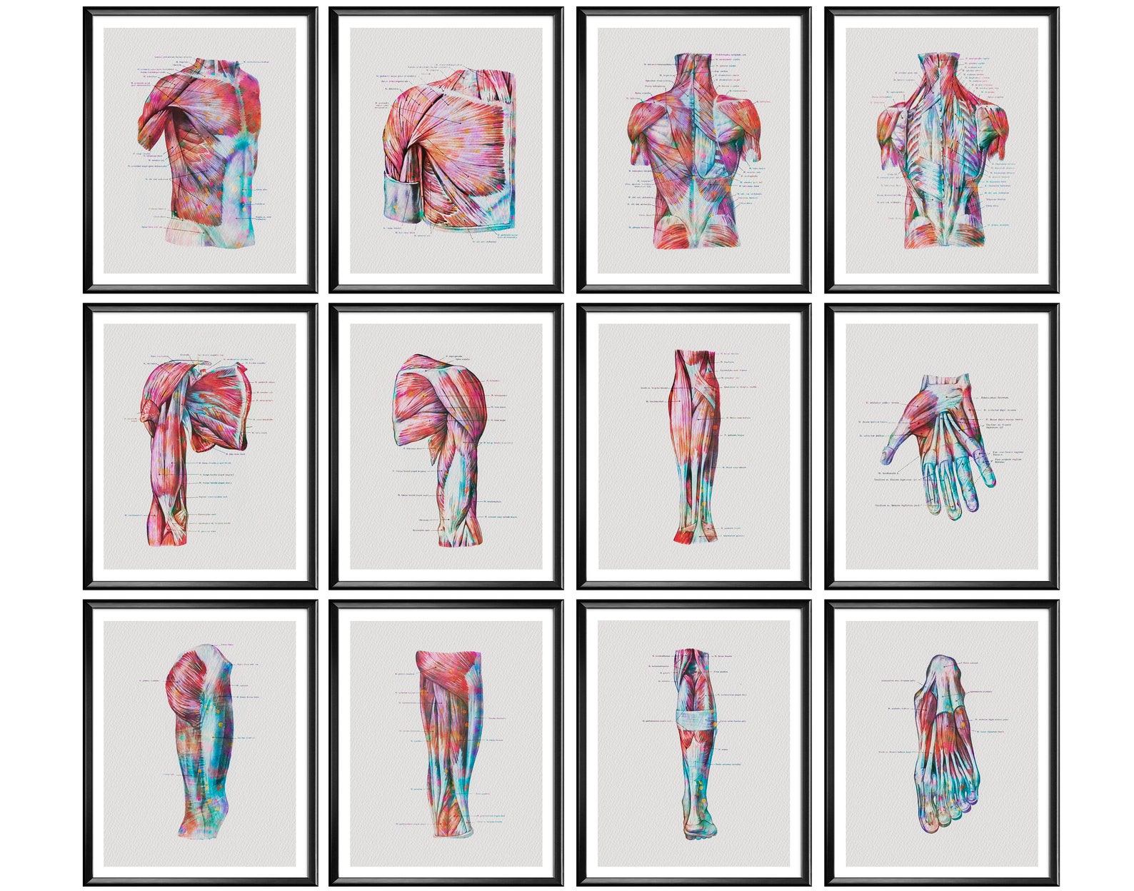 Human Body Muscles Diagram Labeled Muscular System Anatomy | Etsy