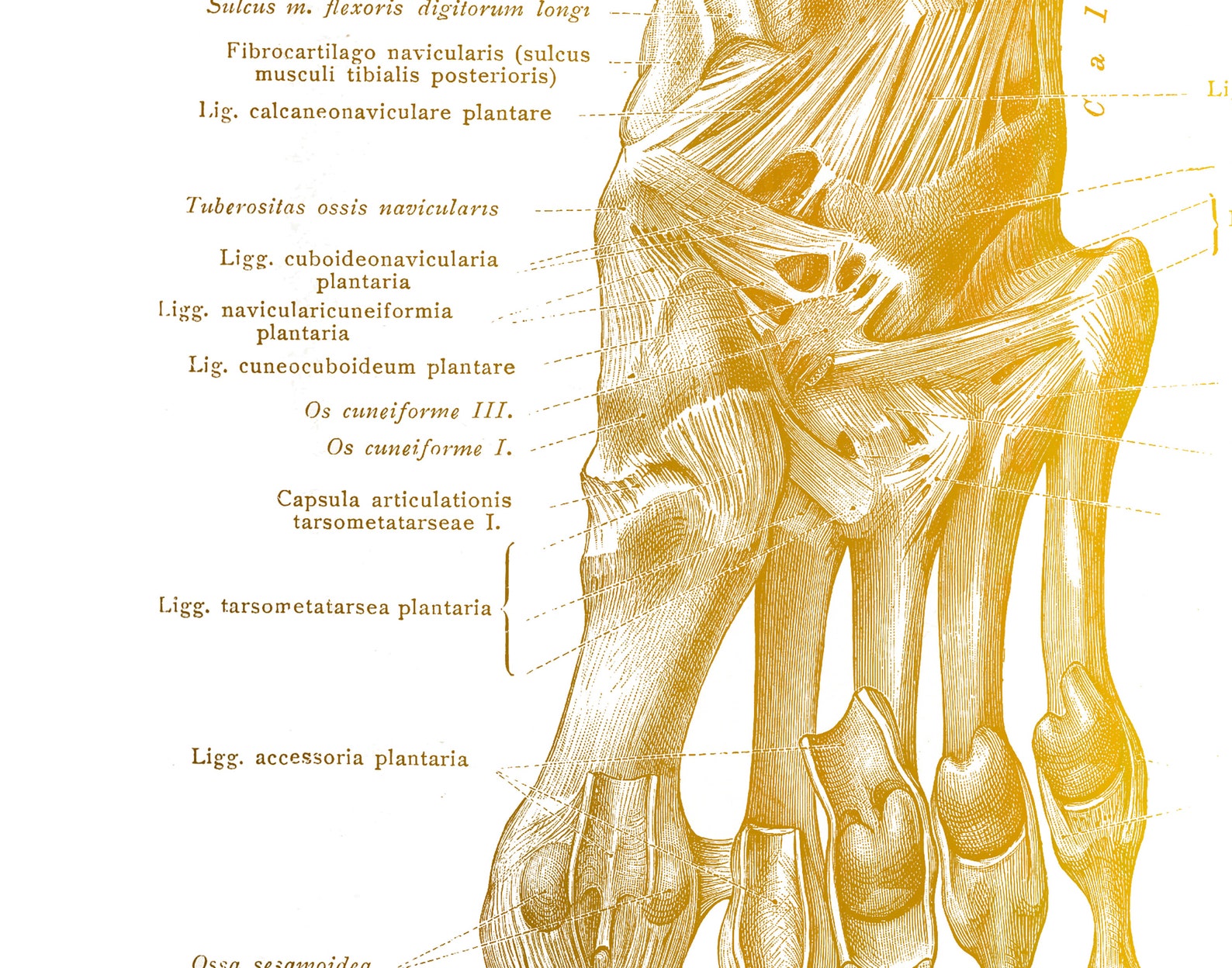 3 Gold Foot Anatomy Art Labeled Foot Bones Poster Podiatry Art - Etsy