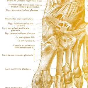 3 Gold Foot Anatomy Art Labeled Foot Bones Poster Podiatry Art ...