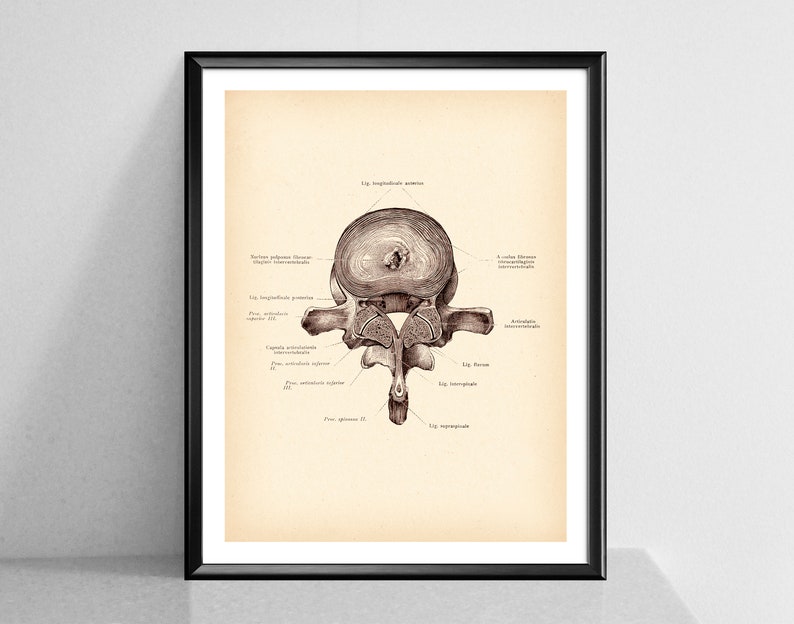 Spinal Anatomy Print Vertebral Column Vertebral Structure | Etsy