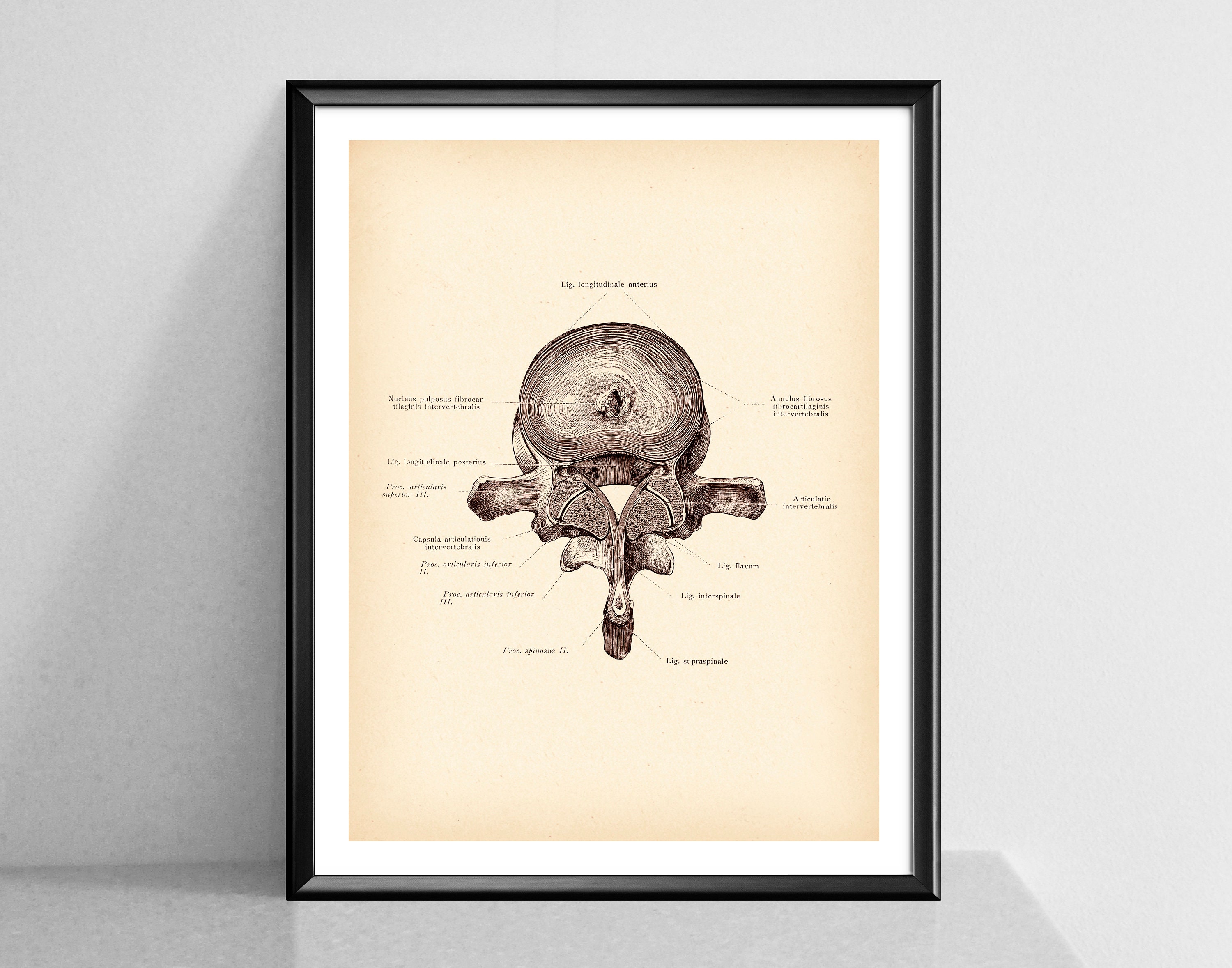 Spinal Anatomy Print Vertebral Column Vertebral Structure - Etsy
