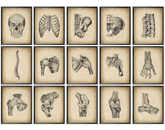 Vintage Skeletal System Poster Set of 15 Arthrology Art | Etsy