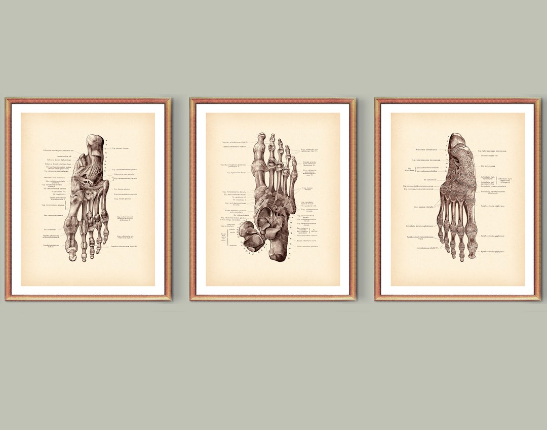 Podiatry Art, Foot Bones Anatomy Art, Medical Poster, Labeled Feet ...