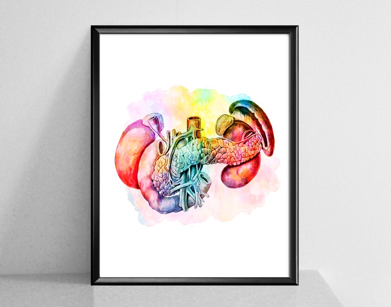 Watercolor Pancreas Anatomy Art Internal Organs Painting - Etsy
