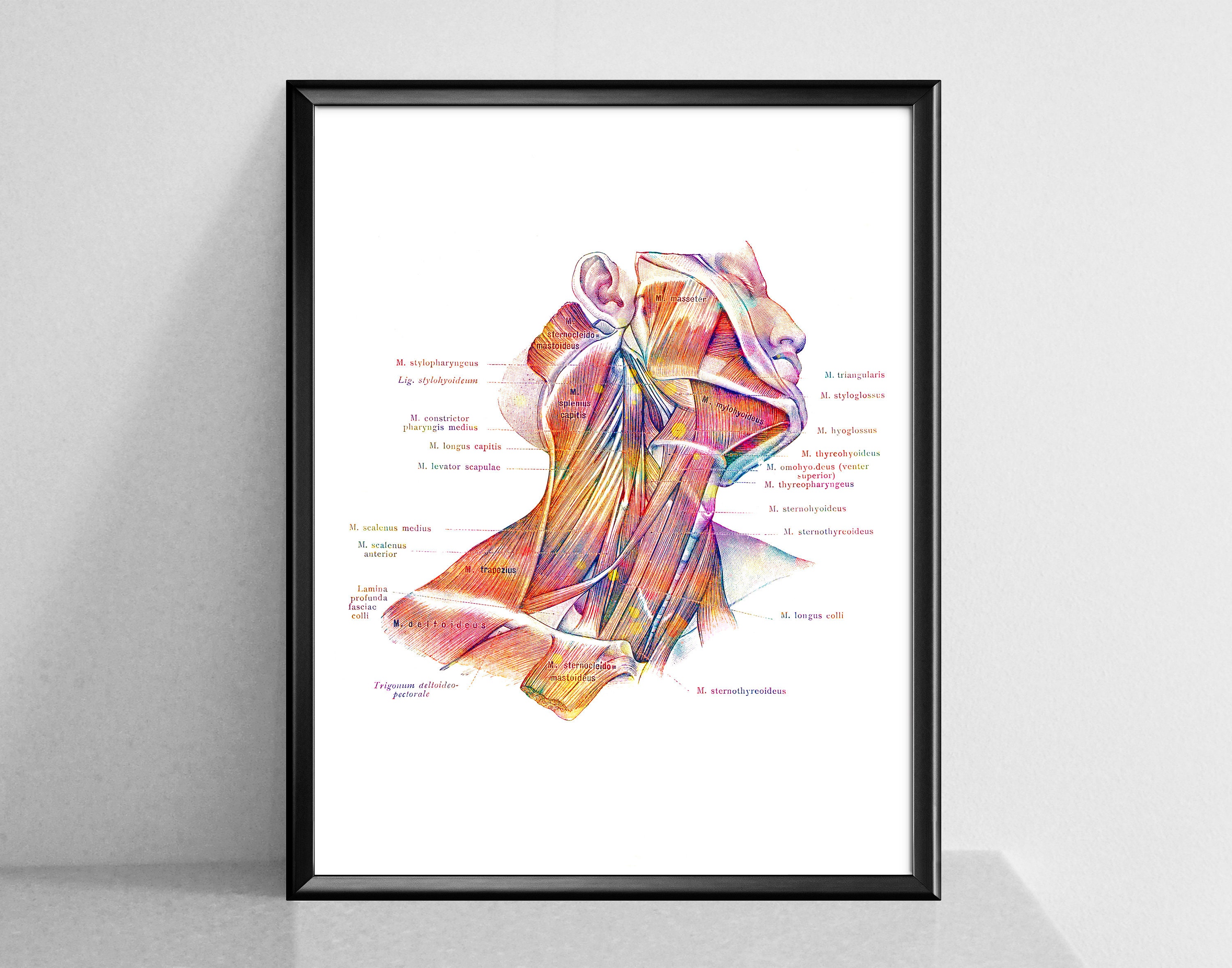 Neck Muscles Anatomy Poster Watercolor Art Medical Decor | Etsy