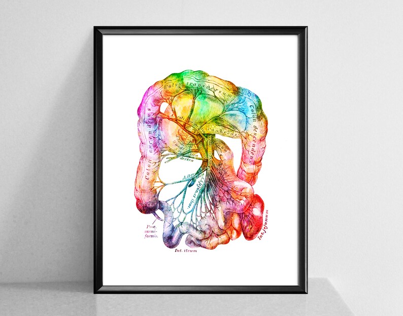 Intestines Art, Human Digestive System, Internal Organs Art, Watercolor ...