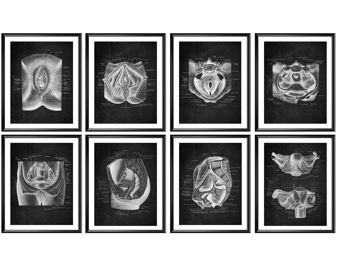 8 Reproductive System Posters, Female Anatomy Chalkboard Art ...