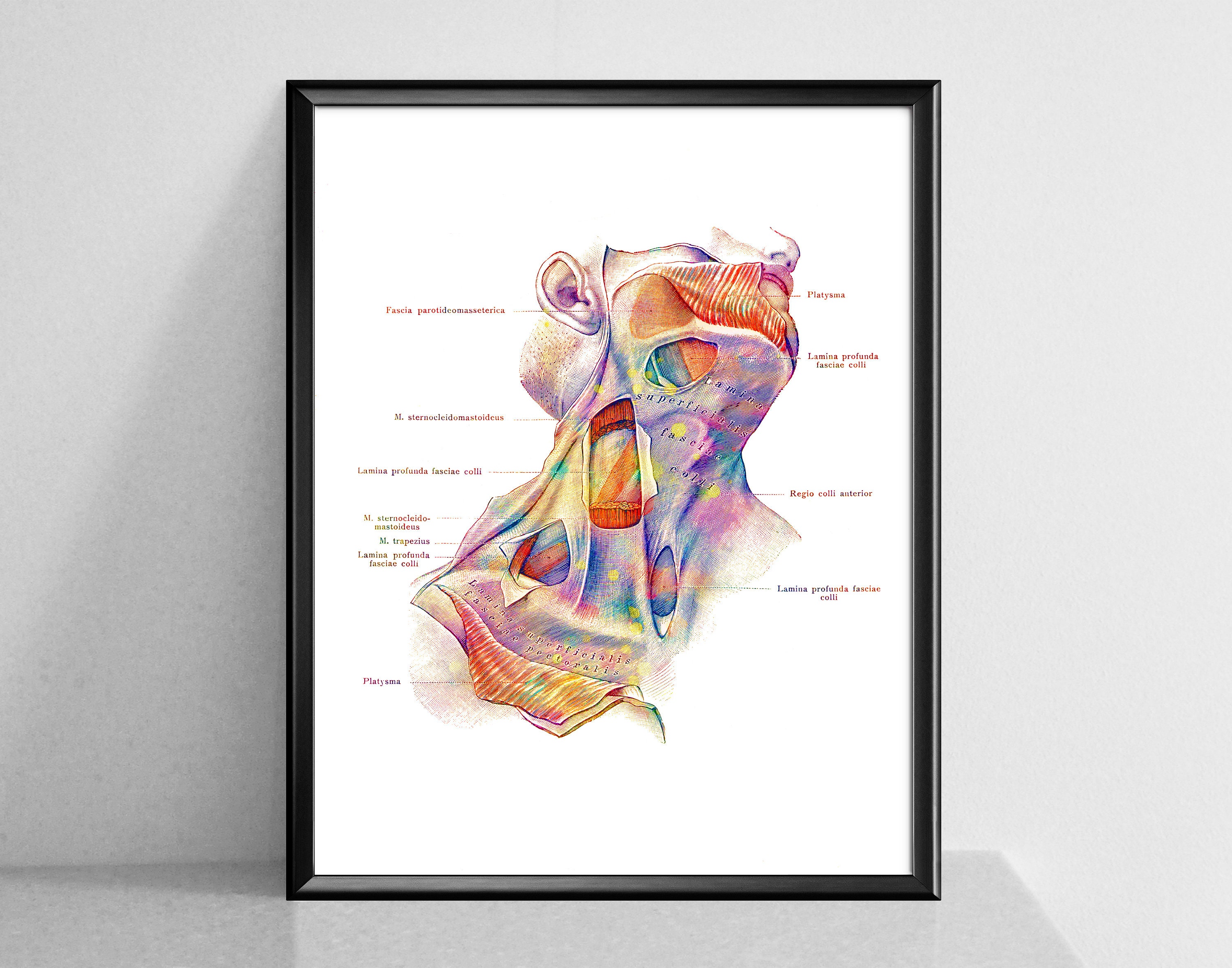 Neck Muscles Anatomy Poster Watercolor Art Medical Decor Chiropractic ...