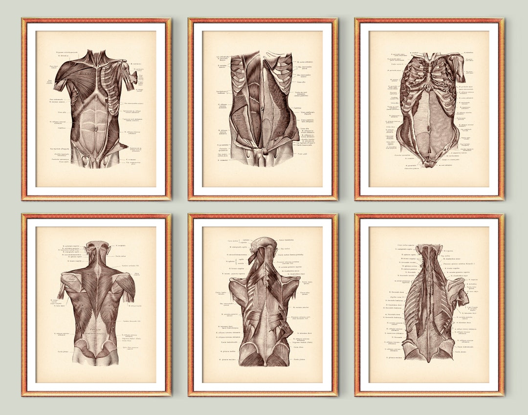 6 Torso Anatomy Posters Vintage Medical Art Human Muscular System ...
