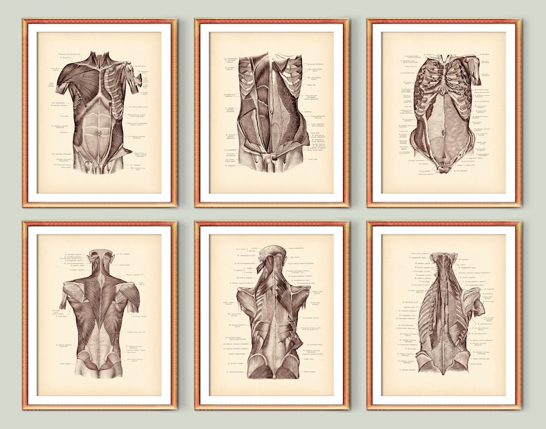 6 Torso Anatomy Posters Vintage Medical Art Human Muscular - Etsy