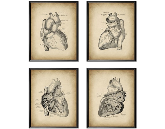 Anatomisch Correcte Hartkunst Nieuw Type Kunsthart | NTVG