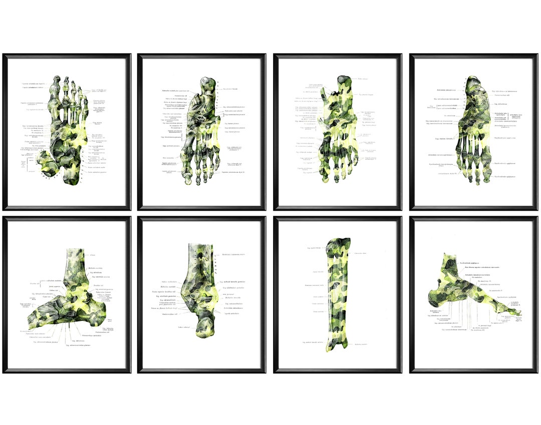 Foot Bones Poster Set of 8 Osteology Art Human Foot Anatomy Artwork ...