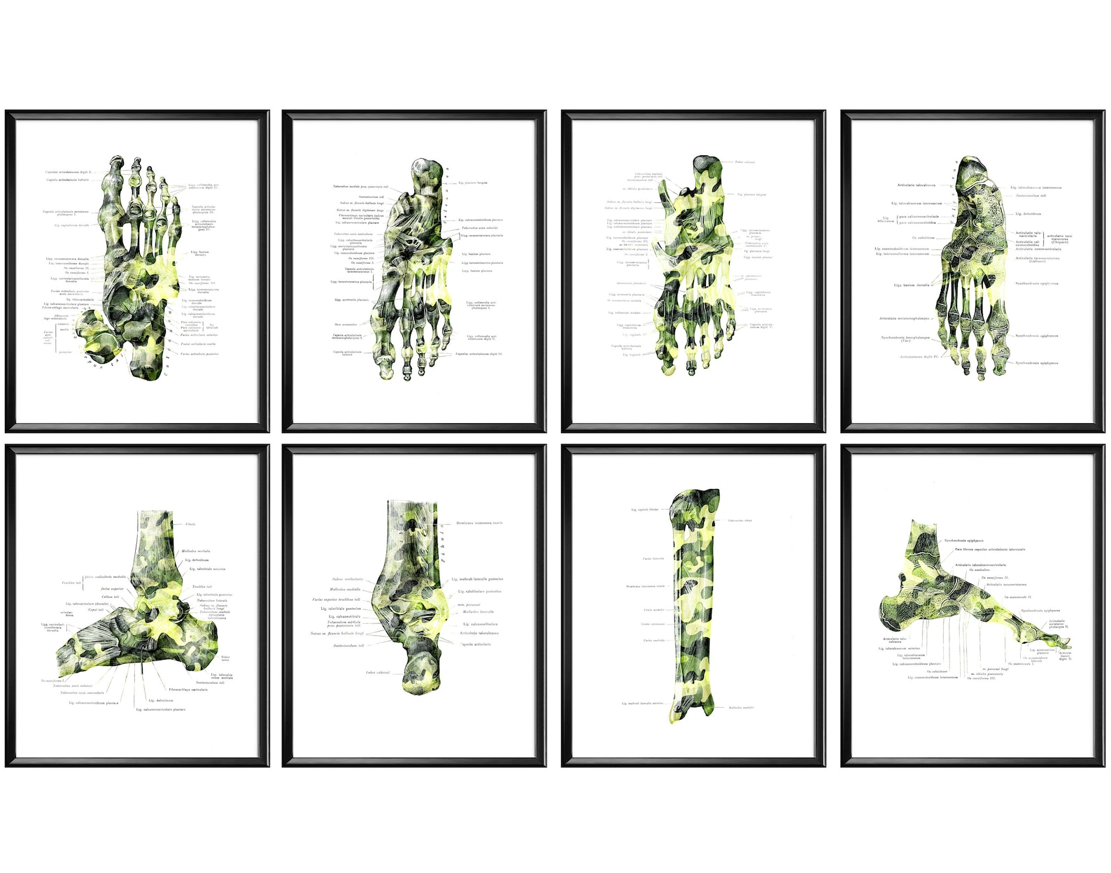 Foot Bones Poster Set of 8 Osteology Art Human Foot Anatomy - Etsy