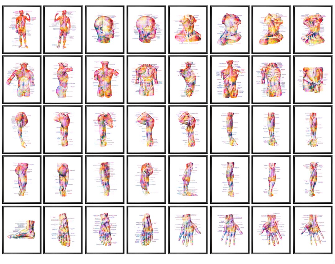 40 Muscular Anatomy Posters, Human Anatomy Watercolor Art, Muscles ...
