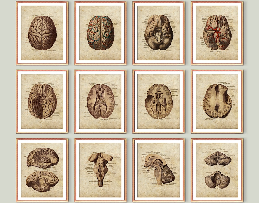 Set 12 Brain Posters Vintage Anatomy Art Neurology Art Medical Art ...