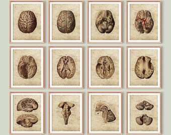 20 Neuroanatomy Posters Brain Anatomy Art Vintage Medical | Etsy