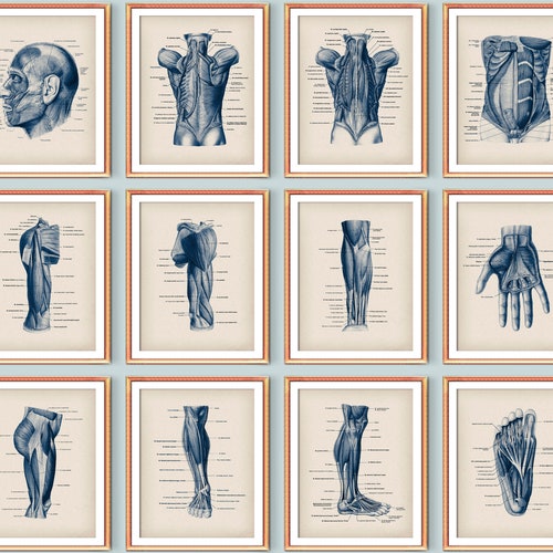 6 Vintage Muscular System Anatomy Posters Body Muscles - Etsy