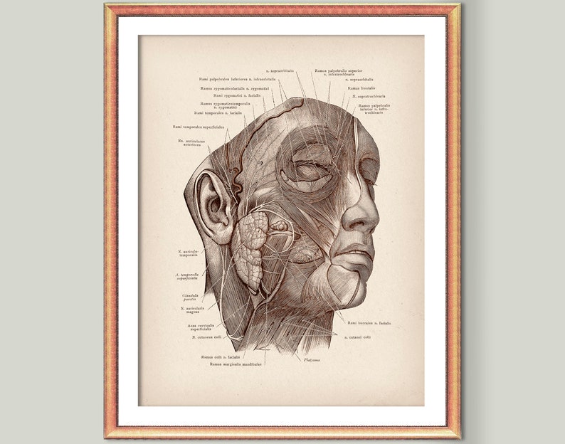 Peripheral Nervous System Poster Human Anatomy Prints Medical | Etsy