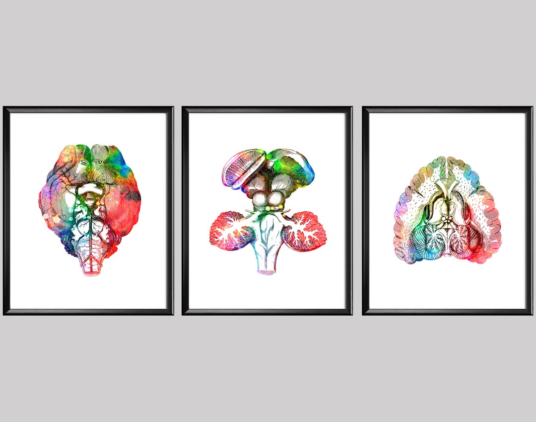 Neurology Watercolor Art Brain Structure Poster Brain Biology ...