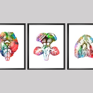 Neurology Watercolor Art Brain Structure Poster Brain Biology - Etsy
