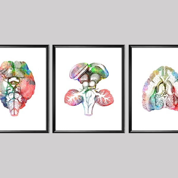 Brain Structure Poster - Etsy