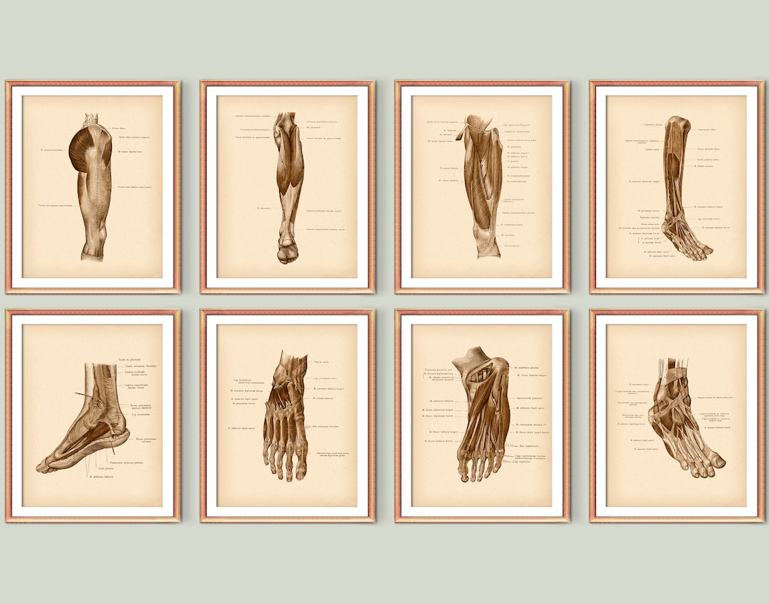 8 Leg Anatomy Posters Anatomical Foot Art Bones and Muscles of Foot and ...