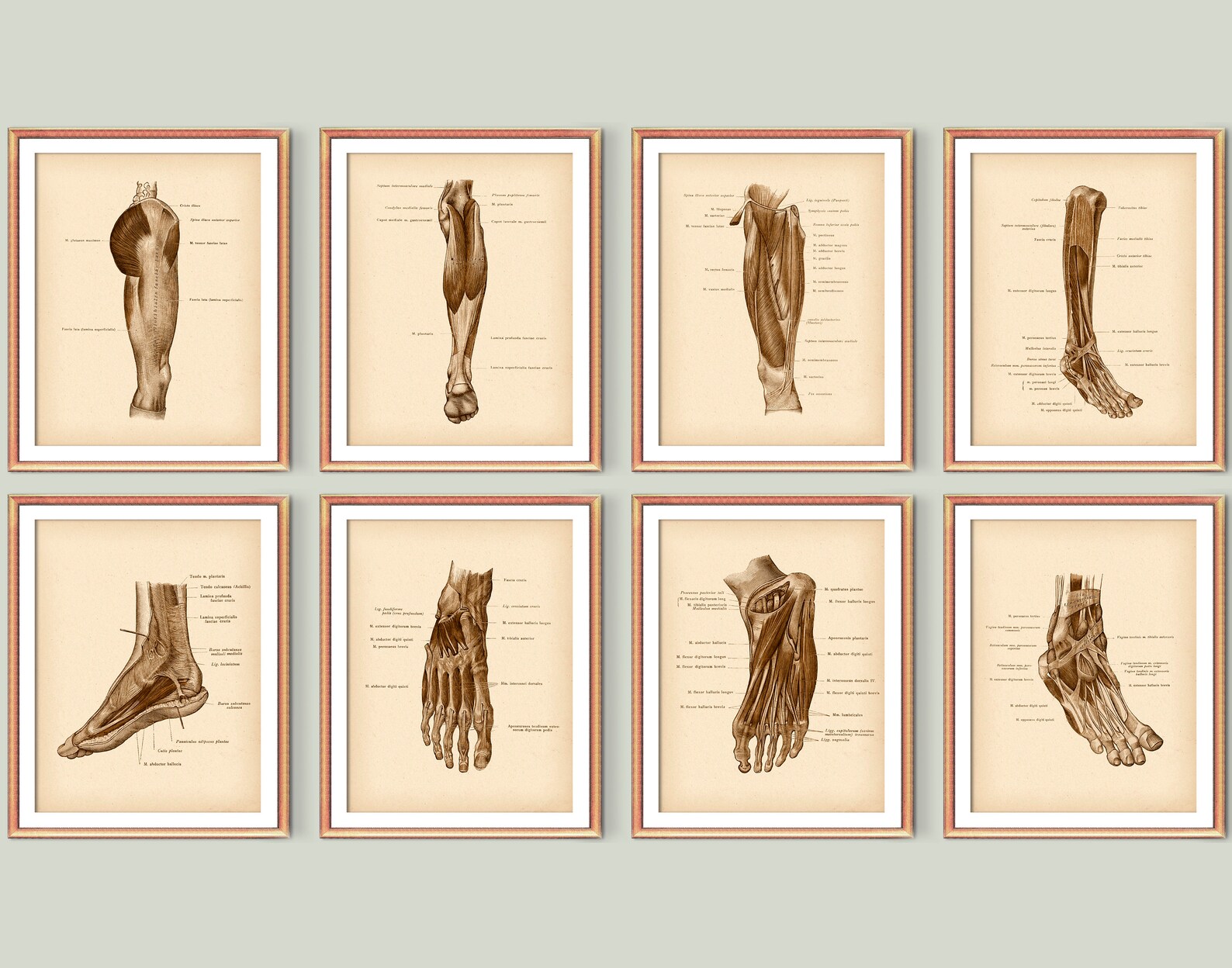 8 Leg Anatomy Posters Anatomical Foot Art Bones and Muscles of - Etsy